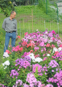 Dagliljor, Flox och Aurikler – Bergianska Trädgårdens Vänner